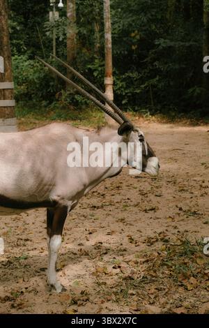 Wild antelope with long horns standing on dry terrain near grassy ...