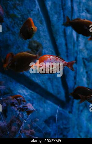A closeup shot of a fish swimming underwater Stock Photo - Alamy