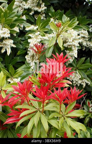 Pieris garden shrub Stock Photo - Alamy