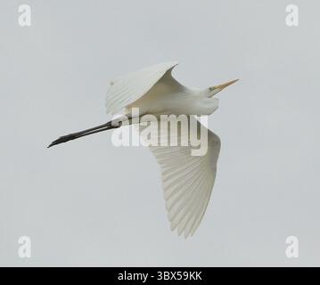 A closeup shot of beautiful birds flying in the sky at sunset Stock ...