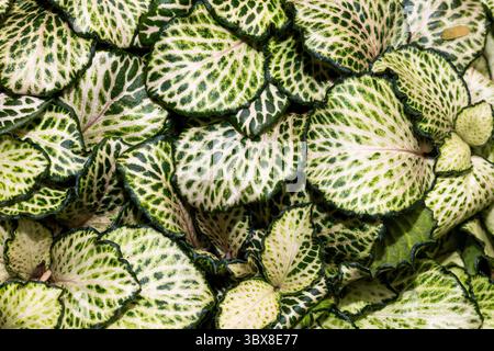 Fittonia albivenis is a species of flowering plant in the family ...