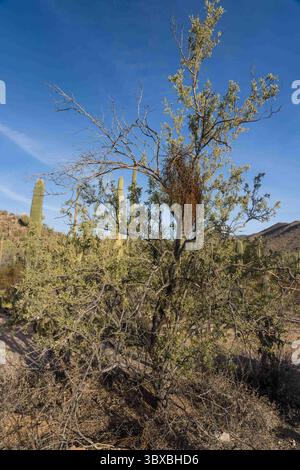 desert ironwood (Olneya tesota Stock Photo - Alamy