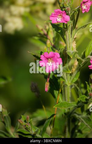 A closeup of beautiful Hairy willowherb in a garden on a sunny day ...