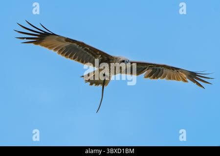 Changeable hawk eagle is flying in the sky Stock Photo - Alamy