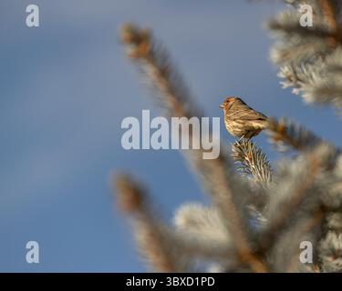 The tip of the pine tree and the sky background Stock Photo - Alamy
