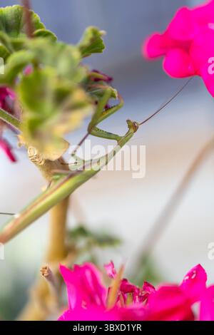 Praying mantis among colorful garden flowers and leaves Stock Photo - Alamy