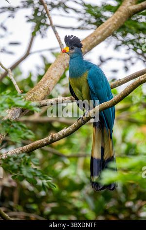 Closeup of a Great blue turaco, Corythaeola cristata, bird perching ...