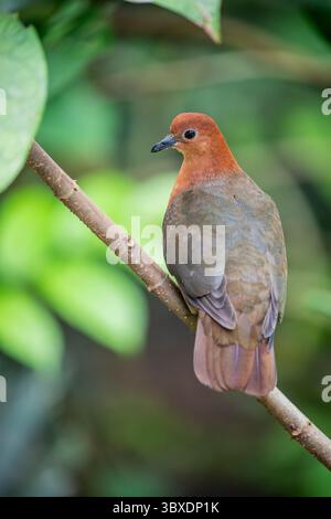 The Santa Cruz ground dove (Pampusana sanctaecrucis) is a species of ...