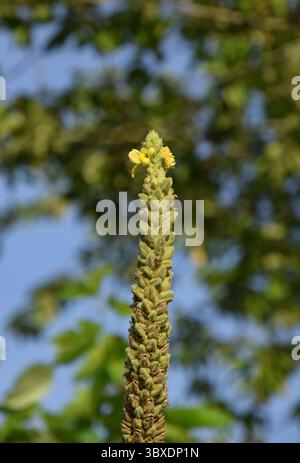 verbascum bombyciferum, giant silver mullein Stock Photo - Alamy