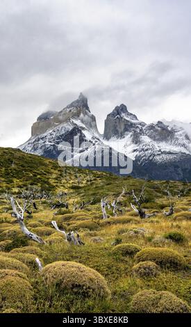 Enchanted dead trees, Cuernos del Paine mountain range in autumn ...