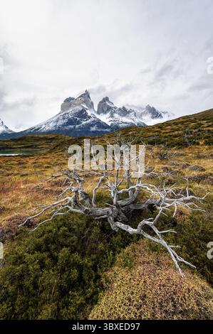 Enchanted dead trees, Cuernos del Paine mountain range in autumn ...