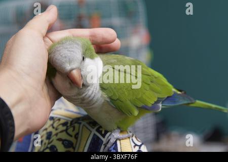 A close-up shot of a hand petting a cute cat Stock Photo - Alamy