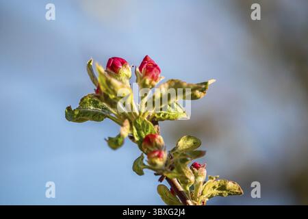red apple buds - flowering buds on apple tree twigs Stock Photo - Alamy