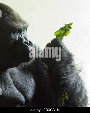 A close portrait of a male Gorilla contemplating a bunch of leaves, (a ...