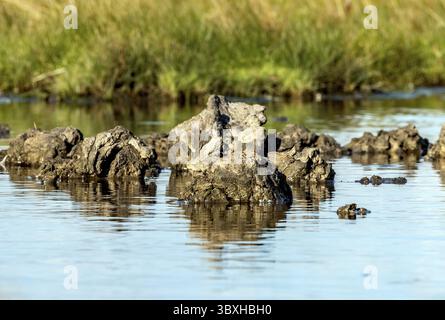 Silt moulds in the salt marshes Stock Photo - Alamy