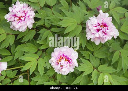 Pink peony. tender pink flowers bathing in sunlight. bright pink peony ...