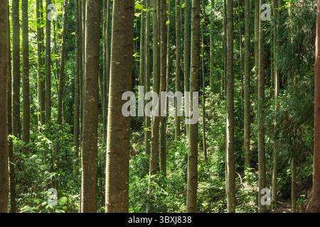 The Huangshi Village area of Zhangjiajie National Forest Park, Hunan ...