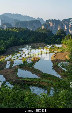 Flooded rice fields in May at daybreak, aerial view, drone shot, Ebro ...