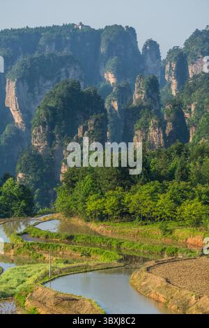 Flooded rice fields in May at daybreak, aerial view, drone shot, Ebro ...