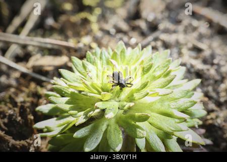 Garden spider on a green prickly succulent flower Stock Photo - Alamy
