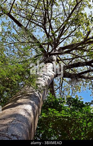 Giant african baobab (Adansonia digitata), baobab, deciduous tree ...