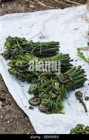 Fern fiddleheads, called nakey, for sale in a framers market in Punakha ...