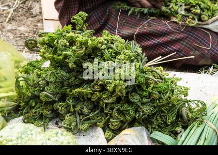 Fern fiddleheads, called nakey, for sale by a roadside in the mountains ...