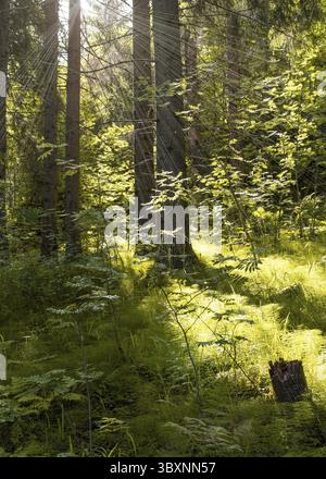 A the rays of the sun break through the pine forest Stock Photo - Alamy