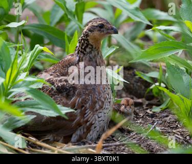 A hen Bobwhite Quail and her brood of chicks Stock Photo - Alamy