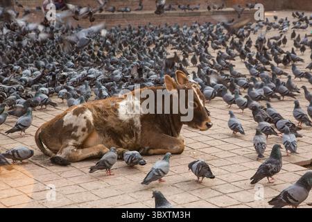 A young calf and a flock of pigeons in Durbar Square, Kathamandu, Nepal ...