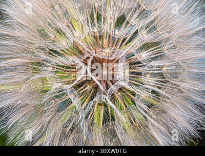Delicate dandelion seedhead captured in macro view against dark ...