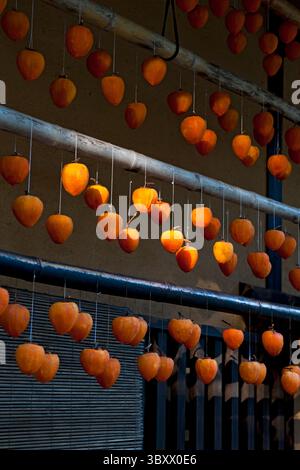 Persimmons tied together with string hanging under the eaves to dry ...