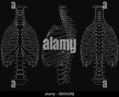 A white ribcage on the black background Stock Vector Image & Art - Alamy