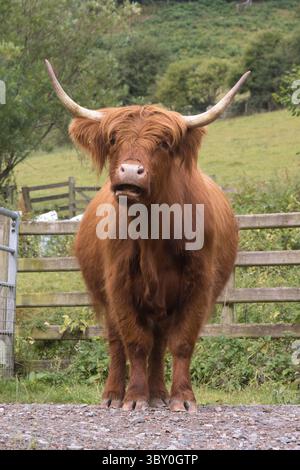 Highland,Highland cows,Highland cow,hairy,large,big,giant,horns ...
