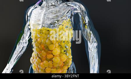 Anatomy Muscles tissues growth, Weight loss Comparison, body building ...