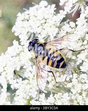 Batman Hoverfly (Myathropa florea Stock Photo - Alamy