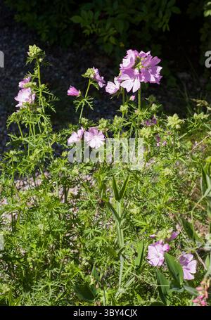 Musk mallow flowers (Malva moschata 'Pink Perfection') in a garden in ...