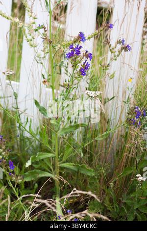 Oxtunga Anchusa Officinalis, Common bugloss Stock Photo - Alamy