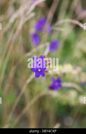 Alkanet flower (Anchusa officinalis). This plant has some medicinal ...