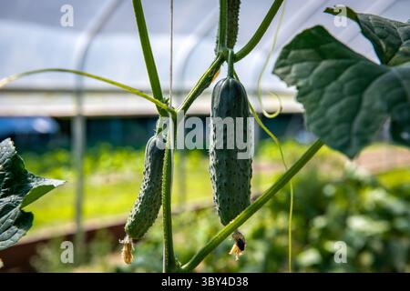 Cucumbers growing from the vine inside a greenhouse Stock Photo - Alamy