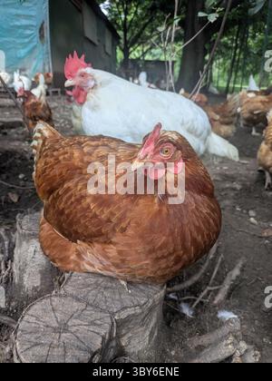 Rooster in a pen Stock Photo - Alamy