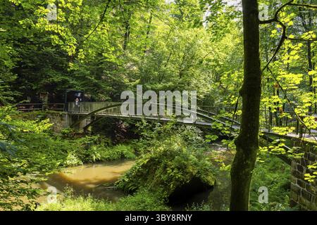 After the forest fires three years ago in Saxon-Bohemian Switzerland ...