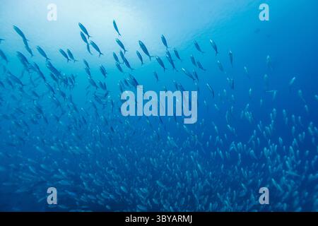 illustration with coral reef, school of fish and silhouette of marlin ...