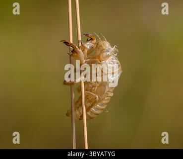 Exuvia of an insect Stock Photo - Alamy