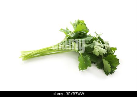 Sprigs of aromatic cilantro isolated on white Stock Photo - Alamy