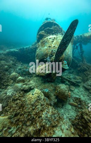 Sunken plane wreck encrusted with and sitting on a coral reef. The Jake ...