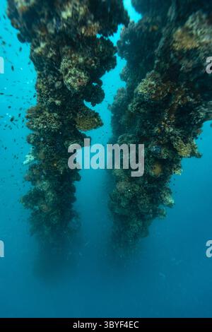 Schools of tiny fish swim around coral encrusted rigging towers rising ...
