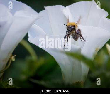 Rugosa Alba, Hedging Rose, Bedworth Sloughs July 2025 Stock Photo - Alamy