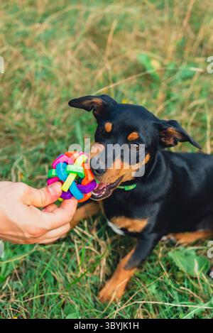 Cute Jack Russel puppy during games or activities in the woods of ...