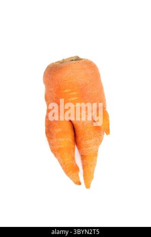 Forked twisted carrot root vegetable on white. Deformed produce caused ...